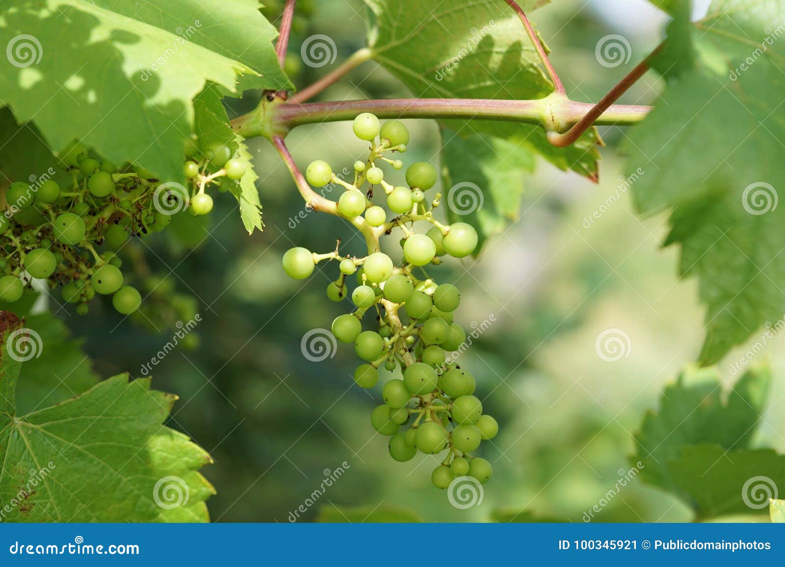 Grape, Grapevine Family, Seedless Fruit, Fruit Picture. Image: 100345921