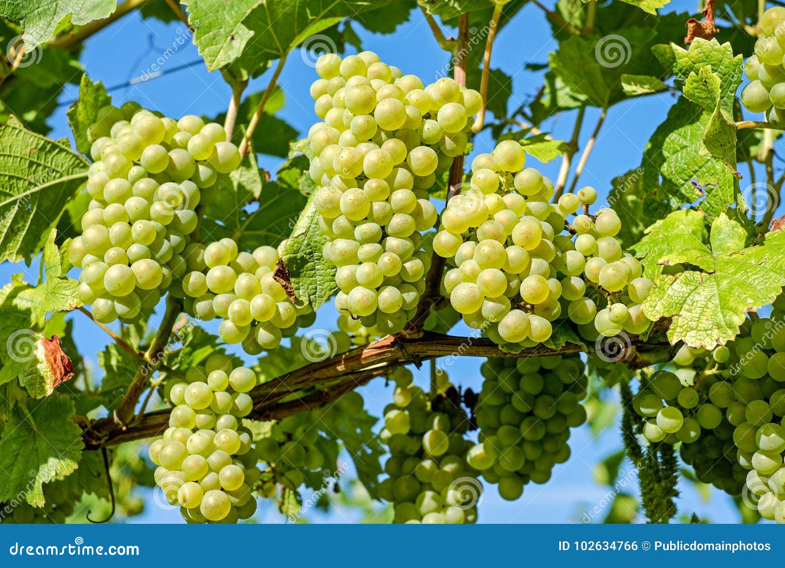 Grape, Grapevine Family, Seedless Fruit, Fruit Picture. Image: 102634766