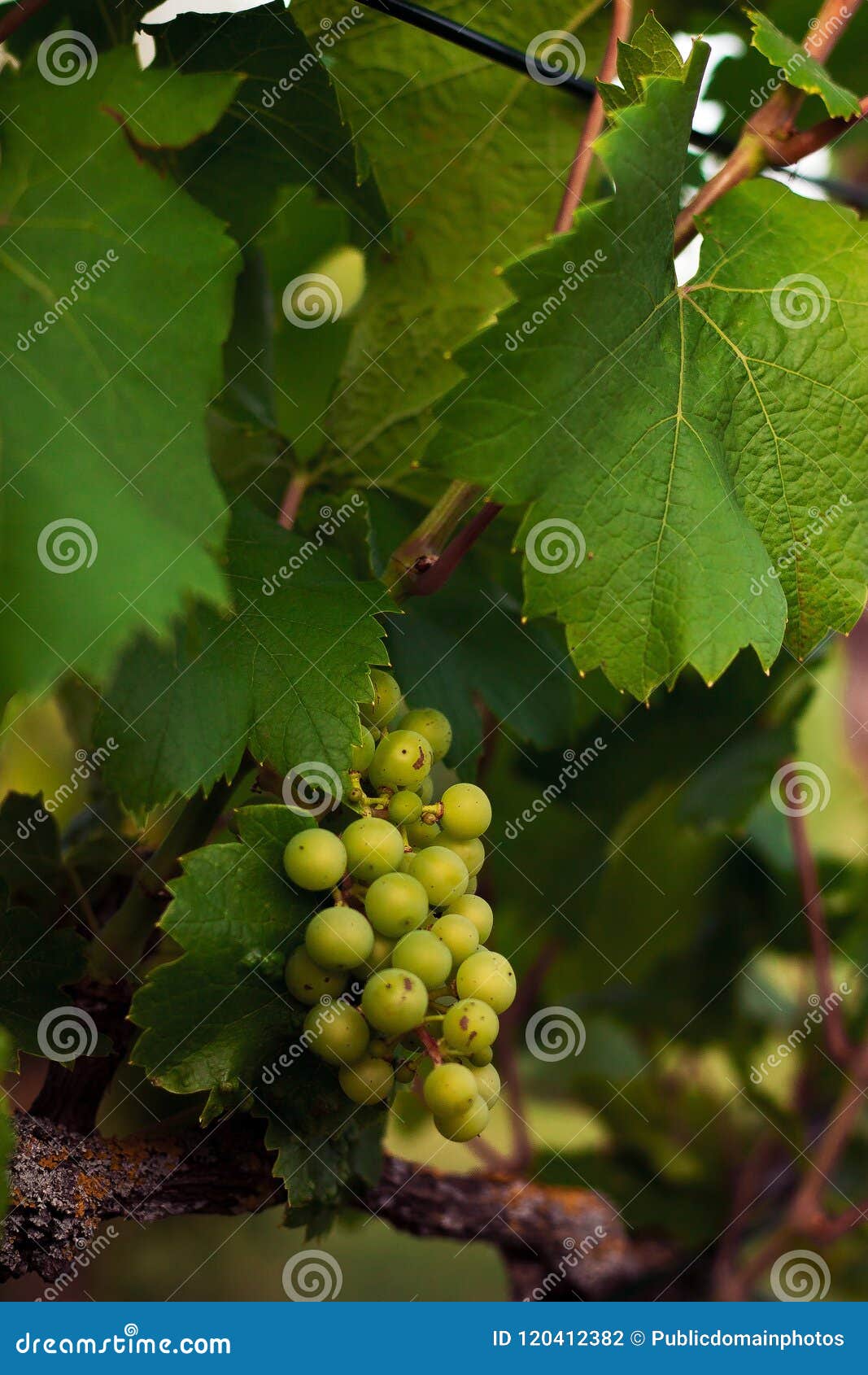 Grape, Grapevine Family, Vitis, Seedless Fruit Picture. Image: 120412382