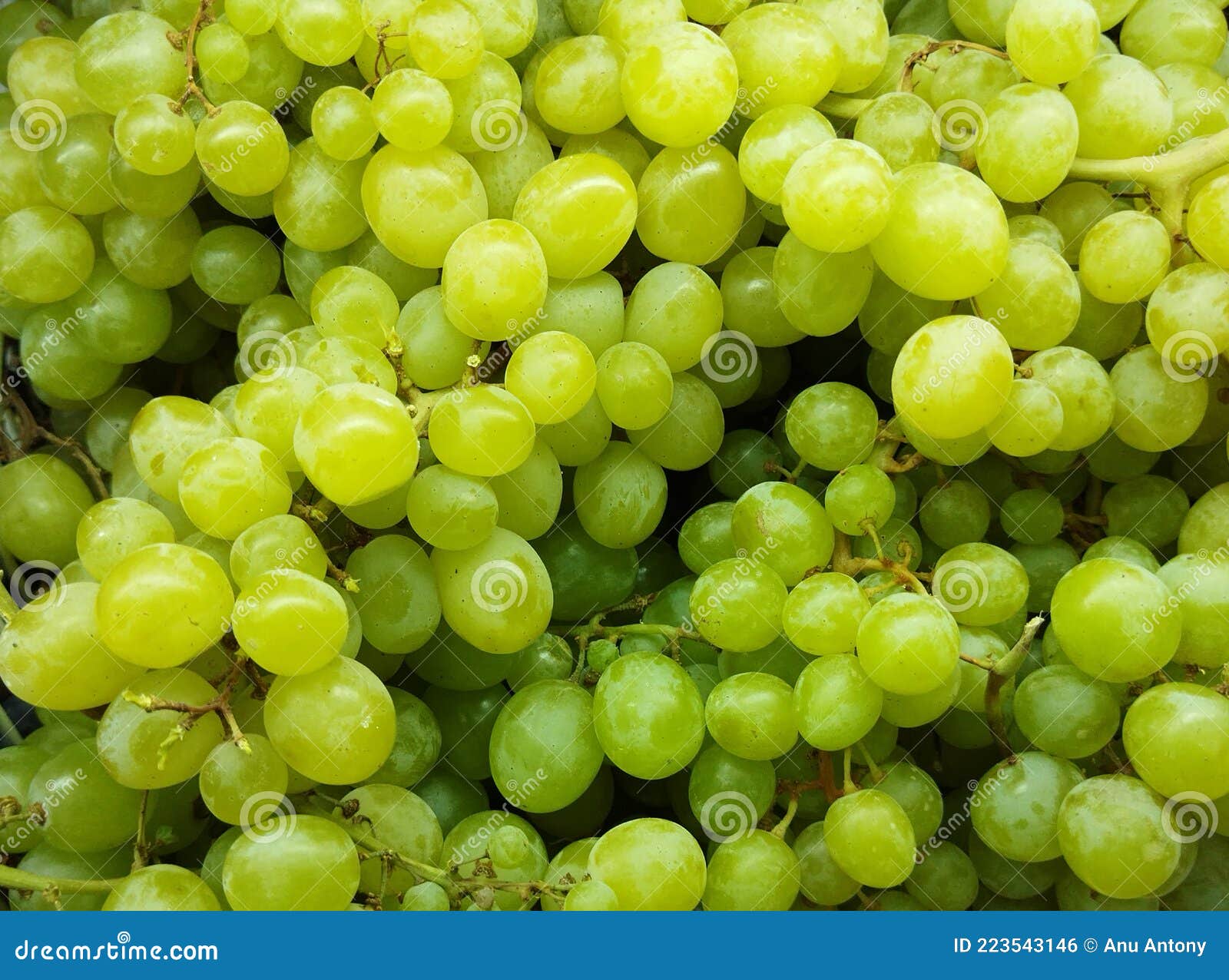 Grape green round stock photo. Image of plant, berry - 223543146