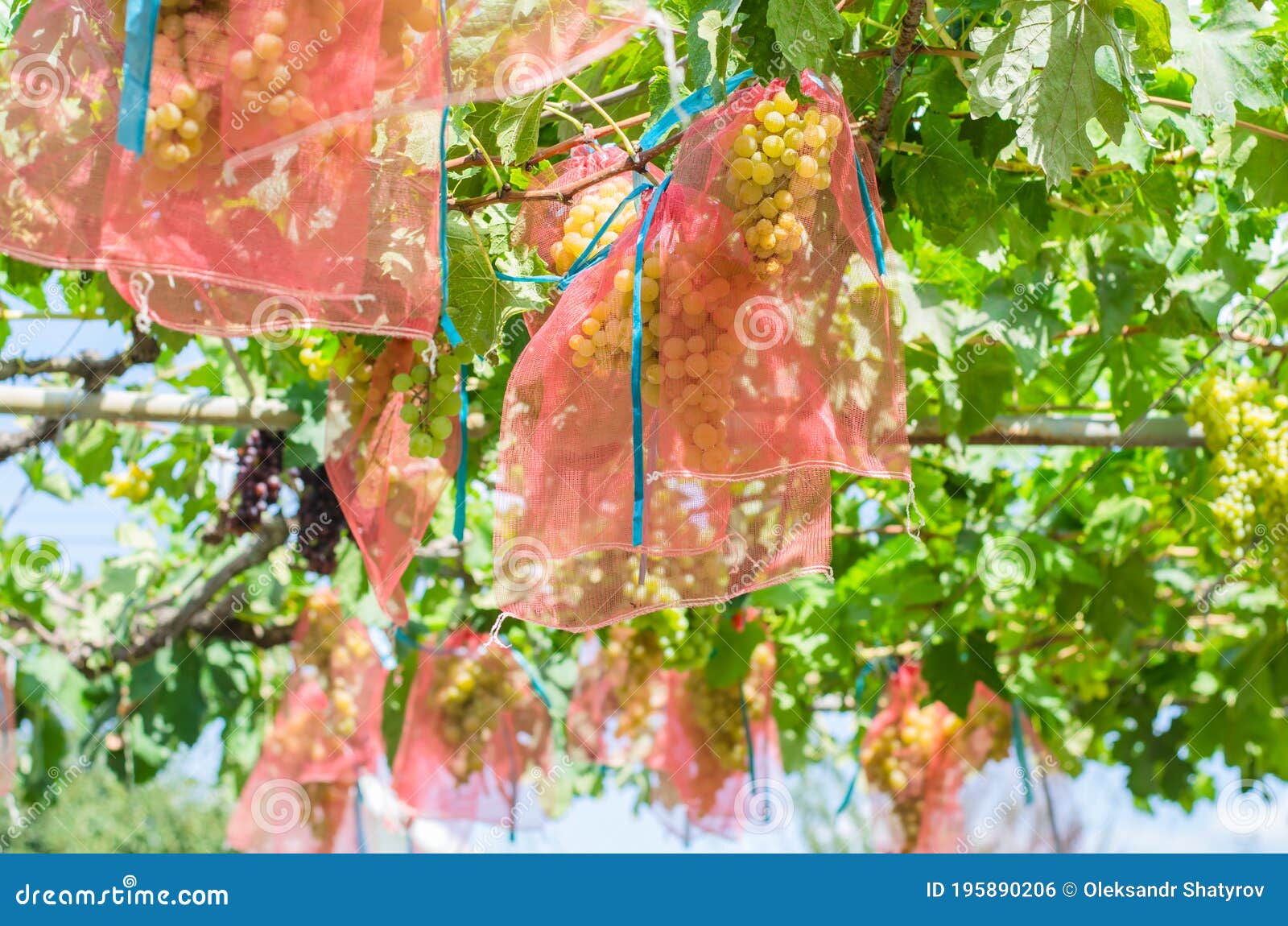 Grape Groves in a Special Protective Net. Stock Photo - Image of ...