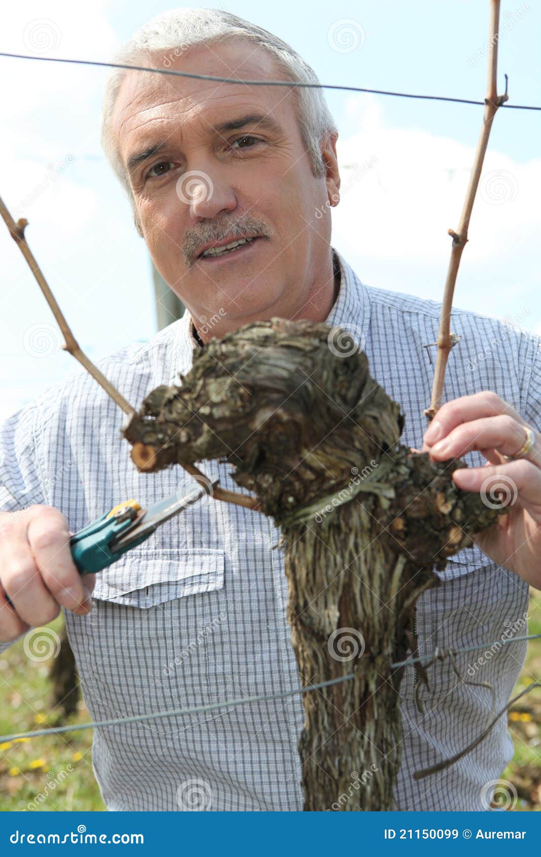 Grape Grower Cutting a Branch Stock Image - Image of hand, growing ...