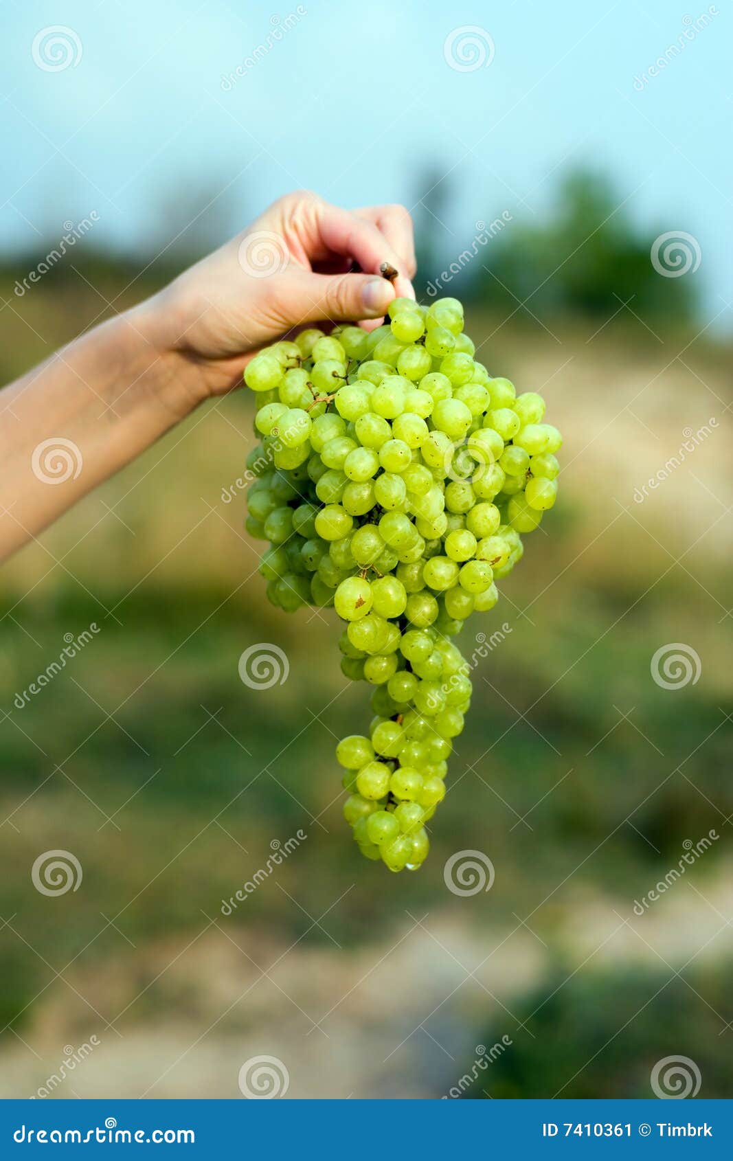 Grape in hand stock image. Image of ripe, healthy, food - 7410361