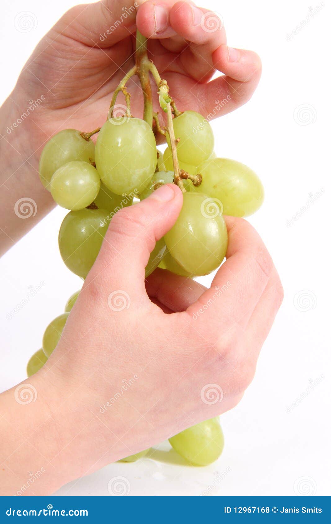 Grape in hands. stock photo. Image of agriculture, fruit - 12967168