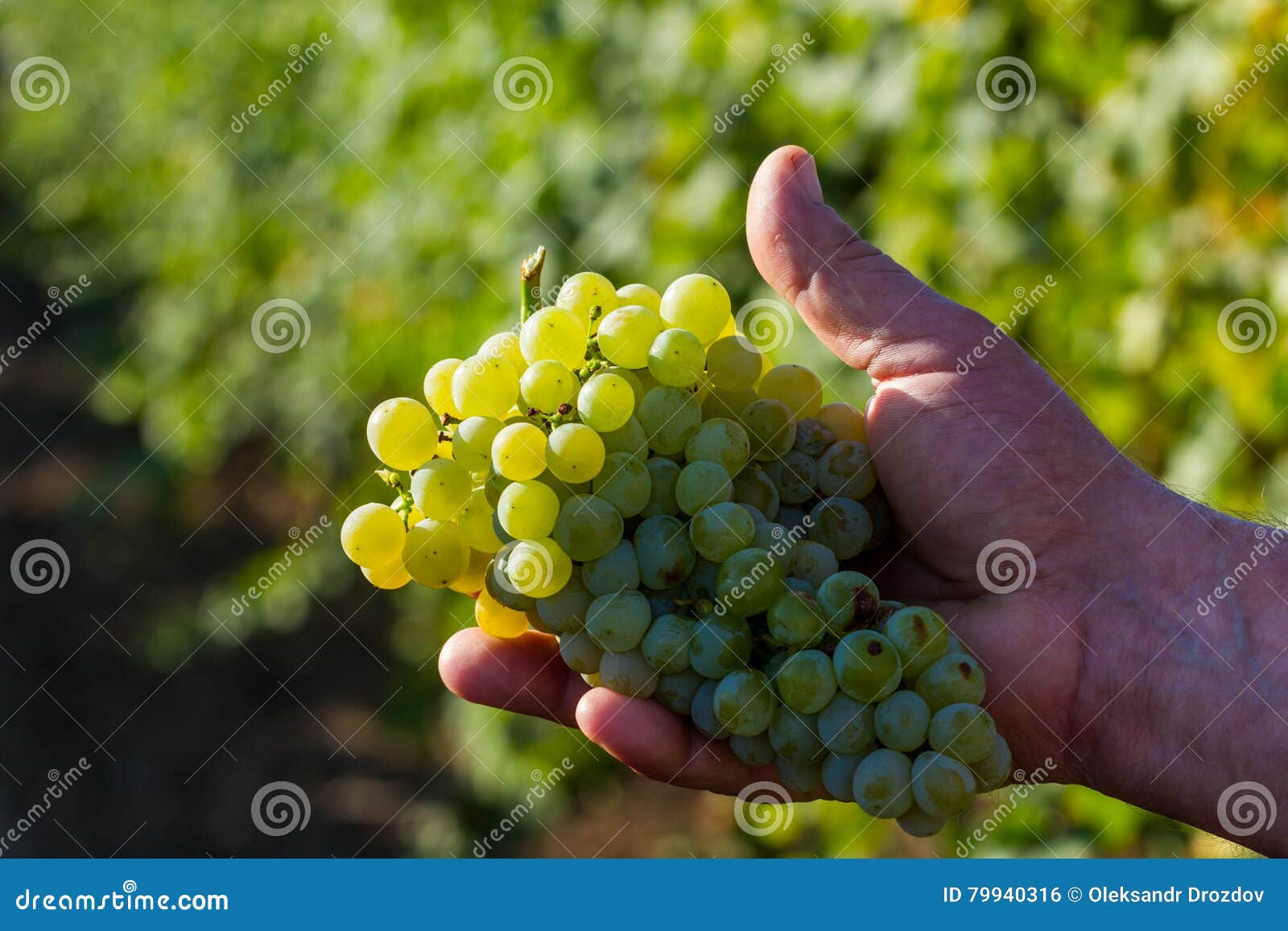 Grape in hands stock photo. Image of human, grape, branch - 79940316