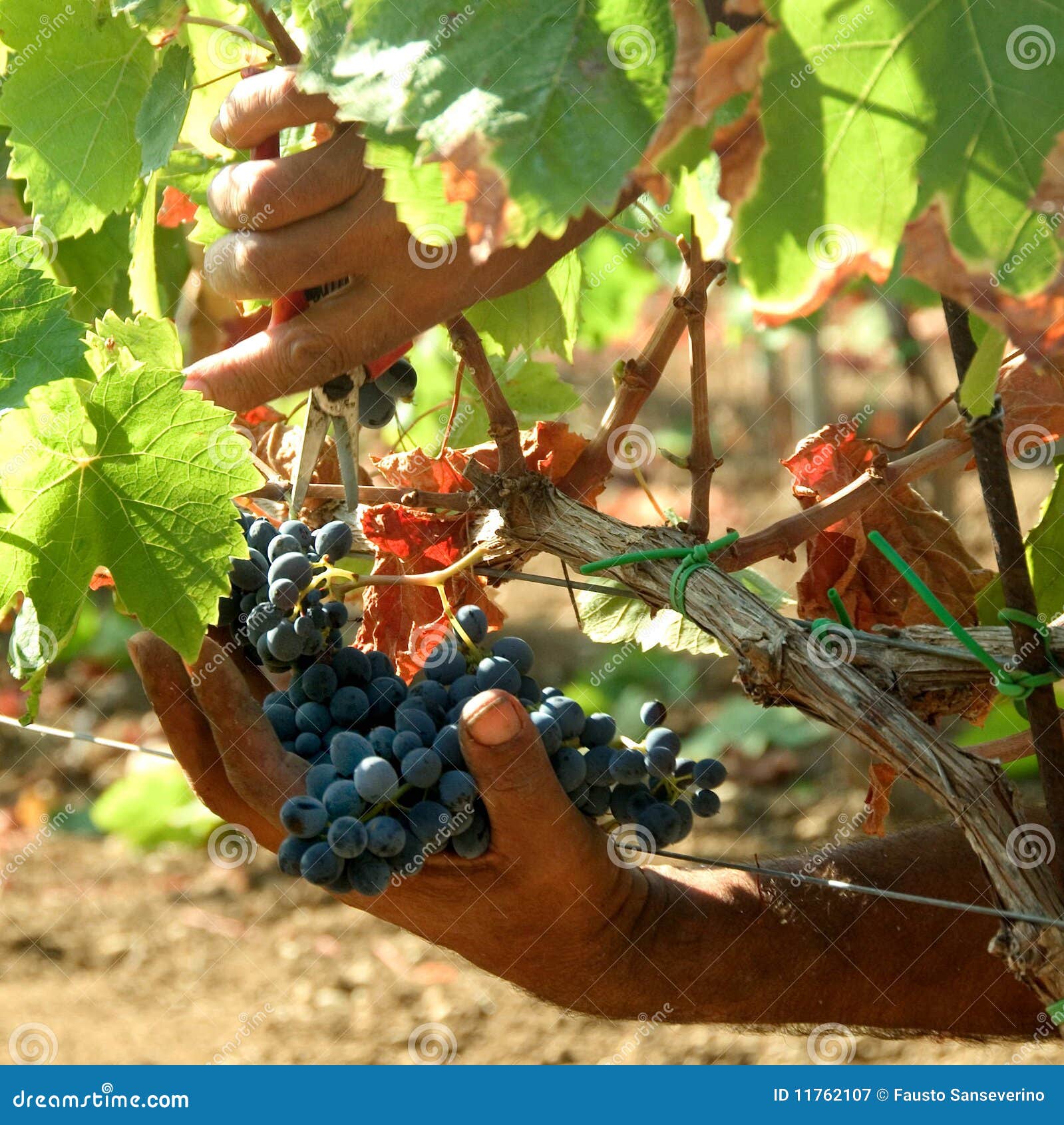 Grape harvest stock image. Image of grape, laborer, harvest - 11762107