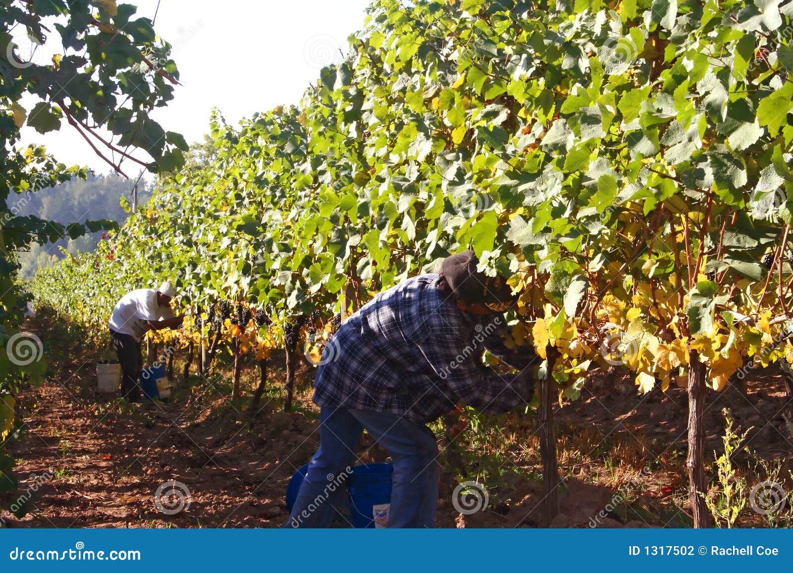 Grape Harvest stock photo. Image of morning, brown, grow - 1317502