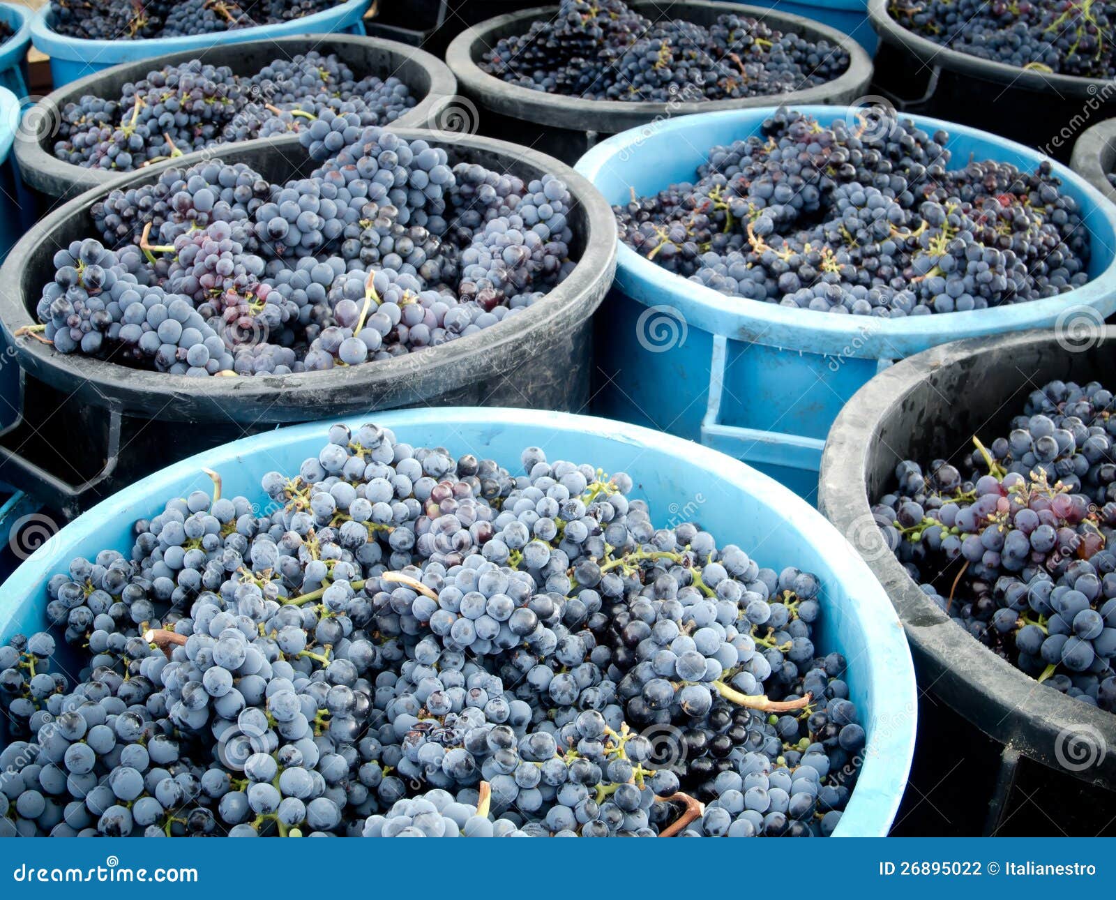 Grape harvest stock photo. Image of countryside, agriculture - 26895022
