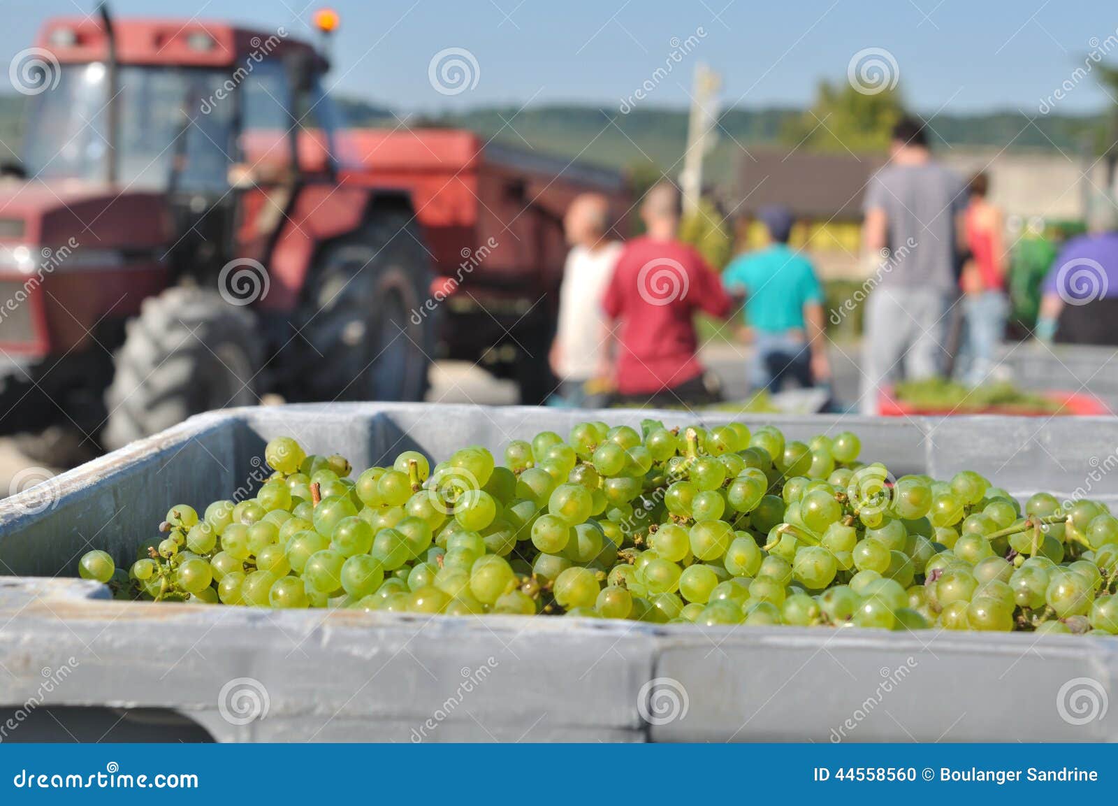 Grape harvest stock photo. Image of grape, white, harvesting - 44558560