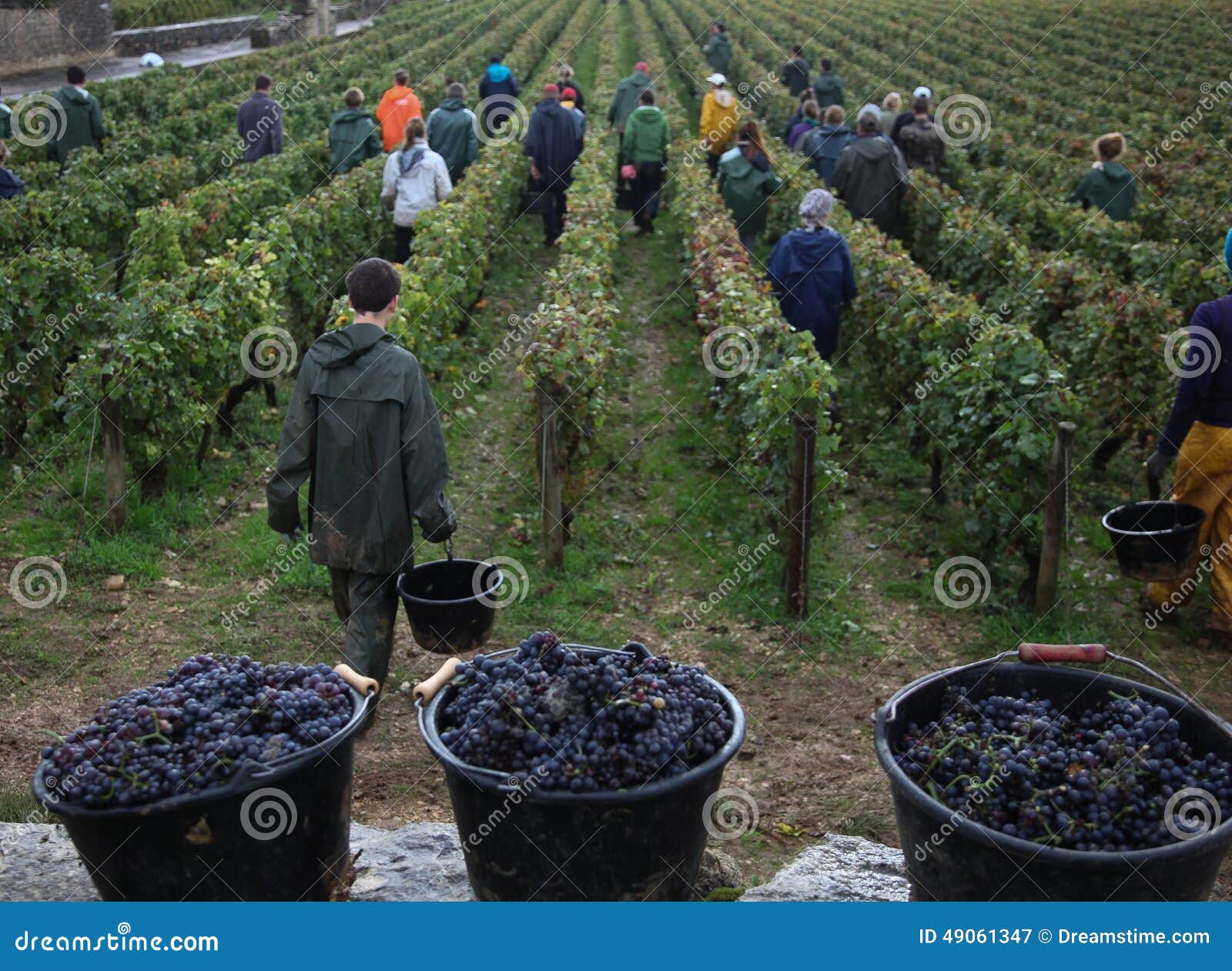 Grape harvest editorial photography. Image of harvest - 49061347