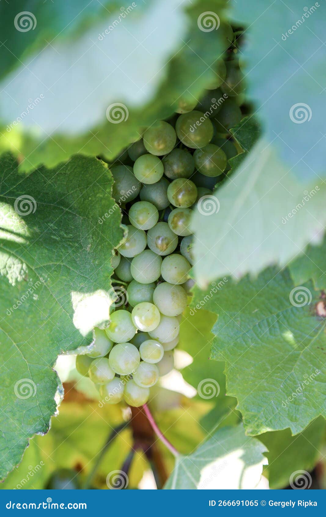 Ripening grape in Tokaj stock image. Image of harvest - 266691065