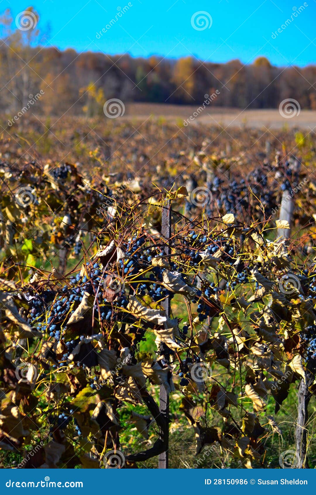 Grape harvest in Michigan stock photo. Image of grapes - 28150986
