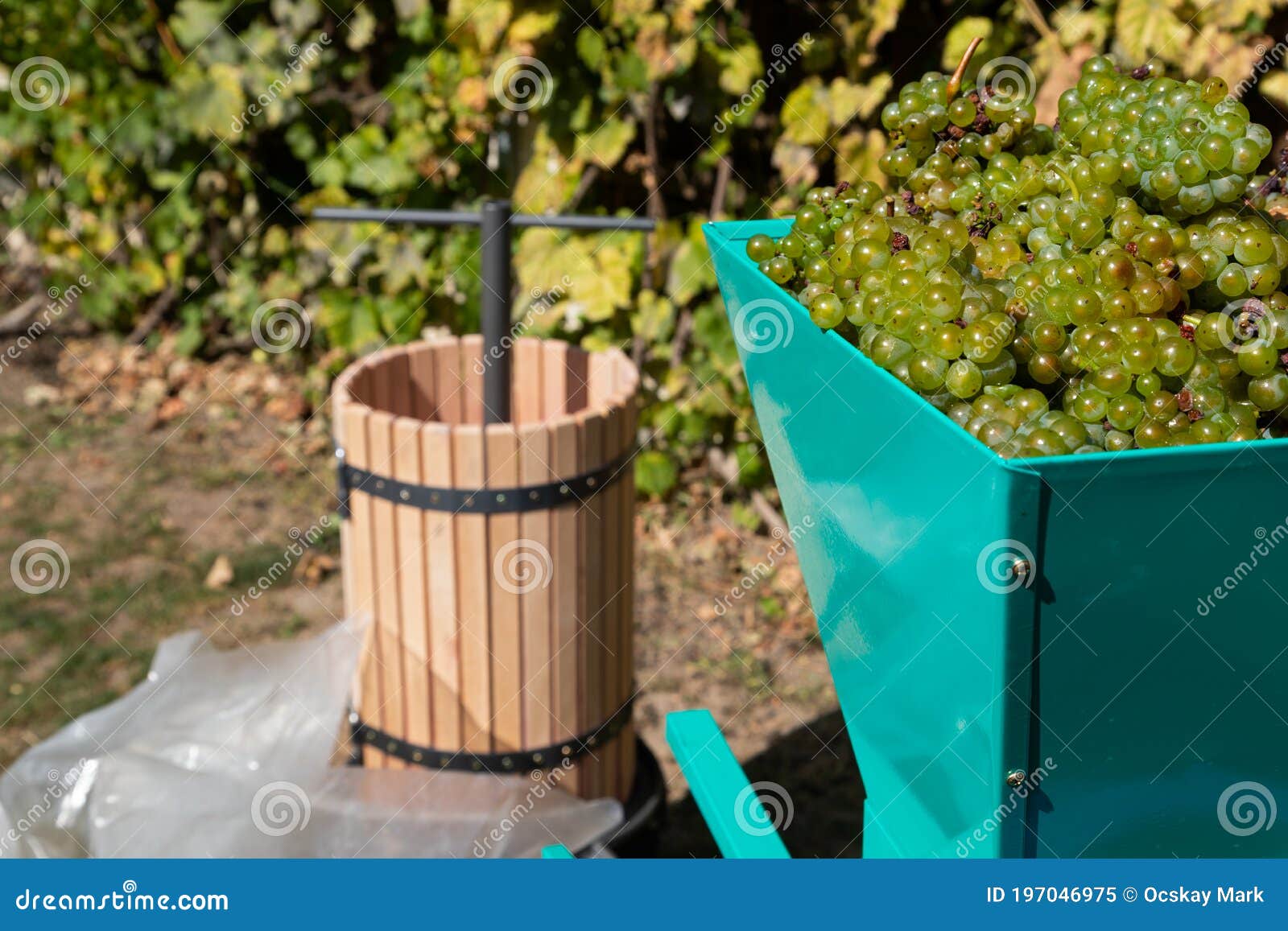 Grape harvest stock image. Image of crusher, farm, extraction - 197046975