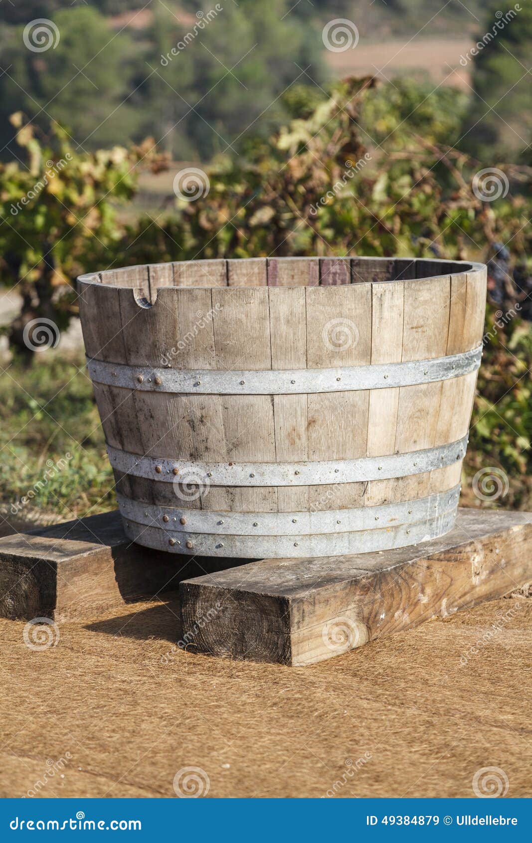 The Grape Harvest stock image. Image of cycle, plants - 49384879
