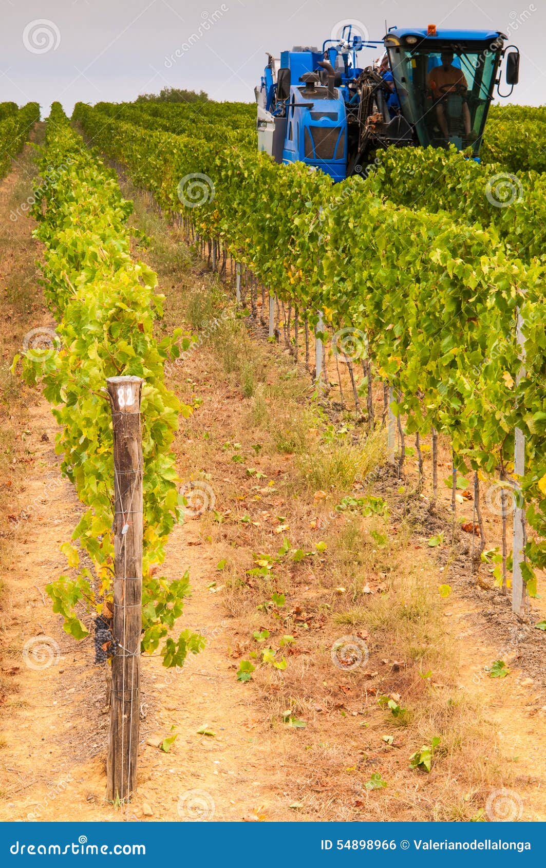 Grape harvester machine stock photo. Image of growth - 54898966