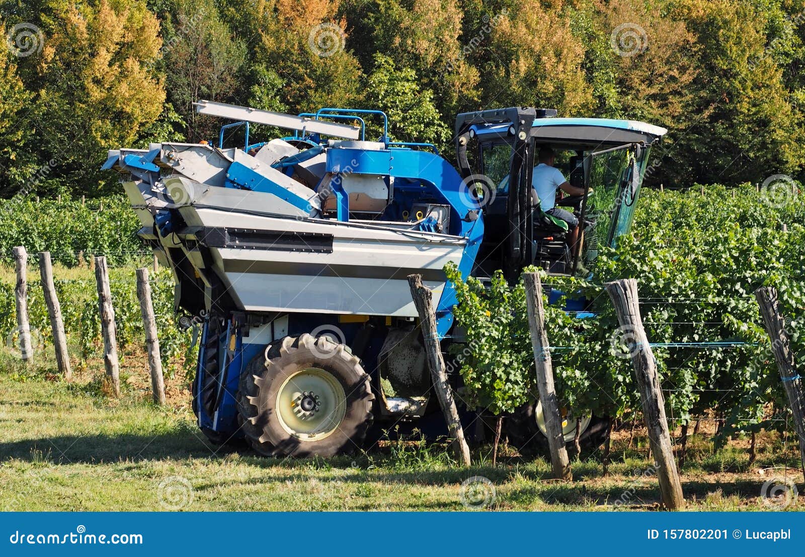 A Grape Harvester Machine is Entering the Vineyard on a Sunny September ...