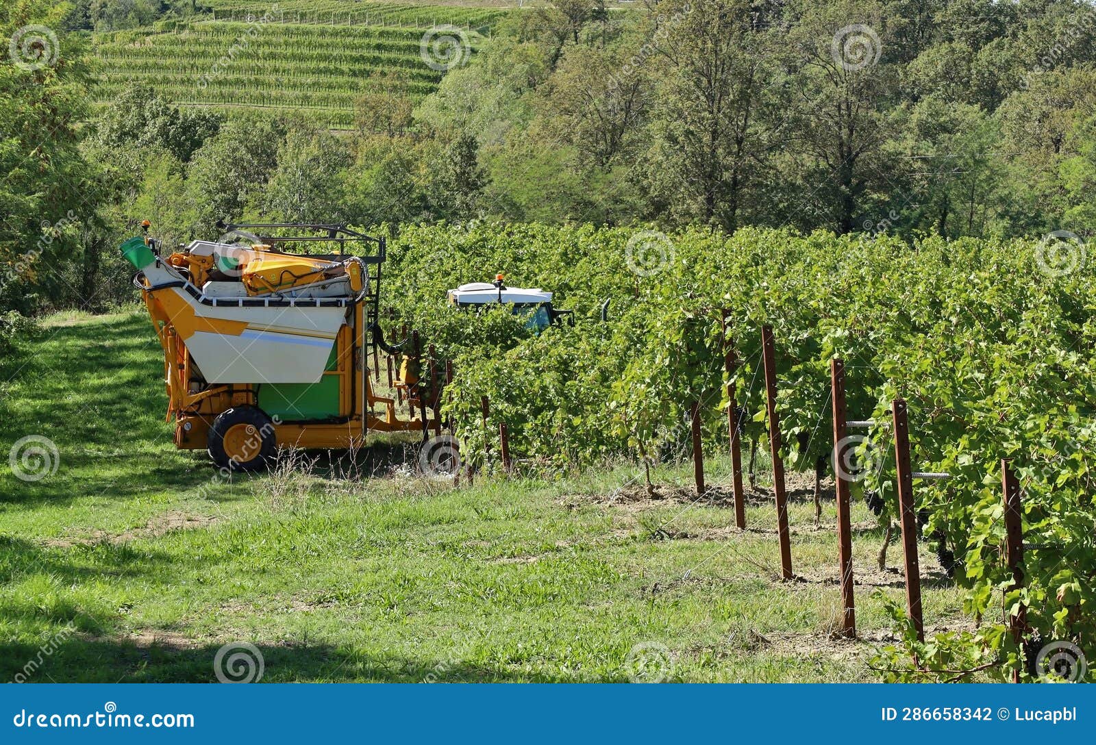 A Grape Harvester Machine with the Tractor Entering in a Row of ...