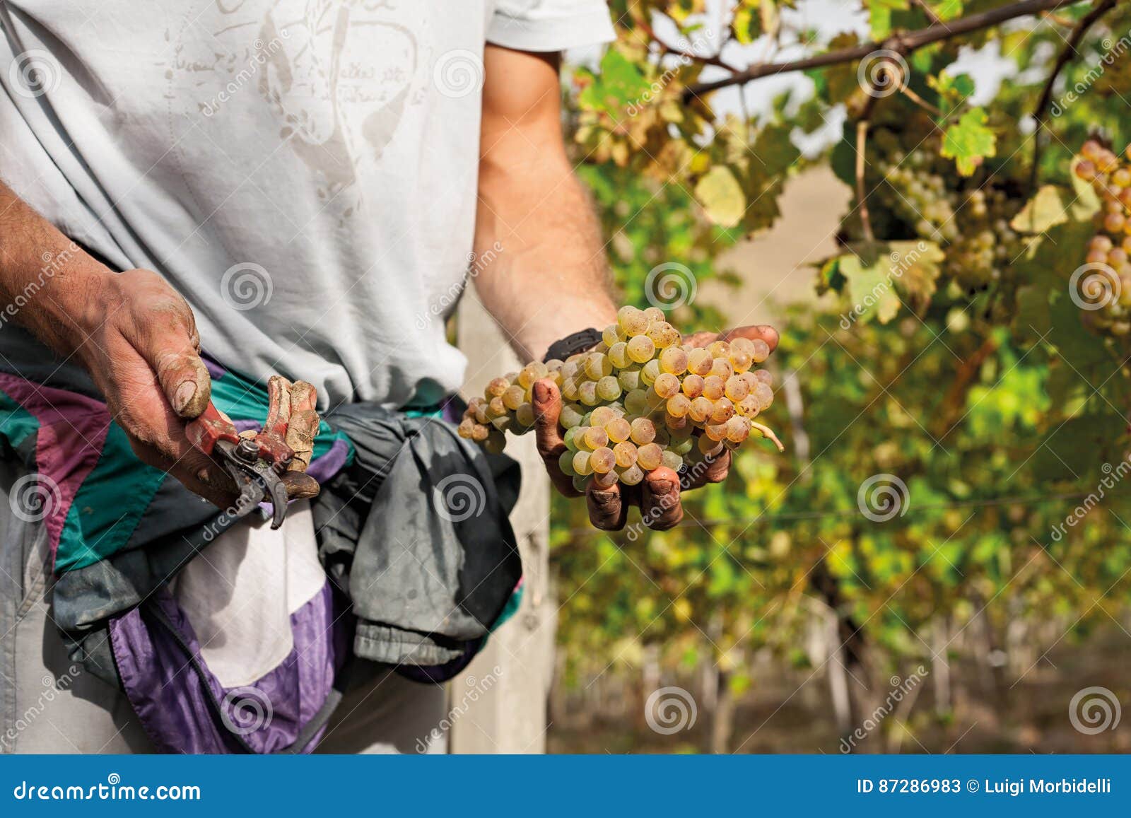 Grape Harvester Showing a Bunch of Grapes with Scissors Stock Image ...