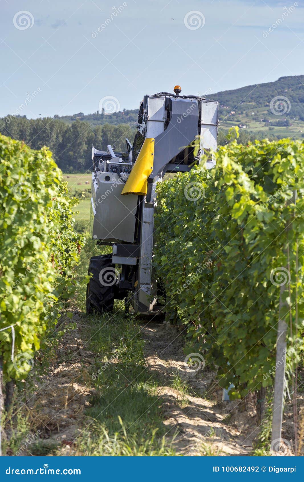 Grape Harvesting Machine Working in Autumn Stock Photo - Image of ...
