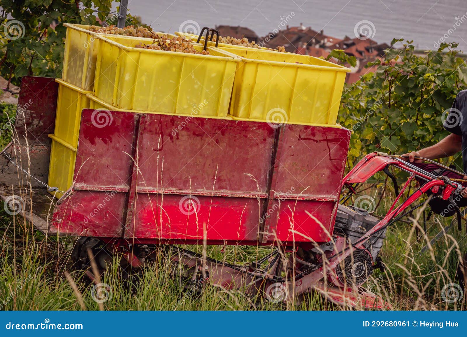 Grape Harvesting on Vineyards. Winemaker Holding Box with Picked White ...