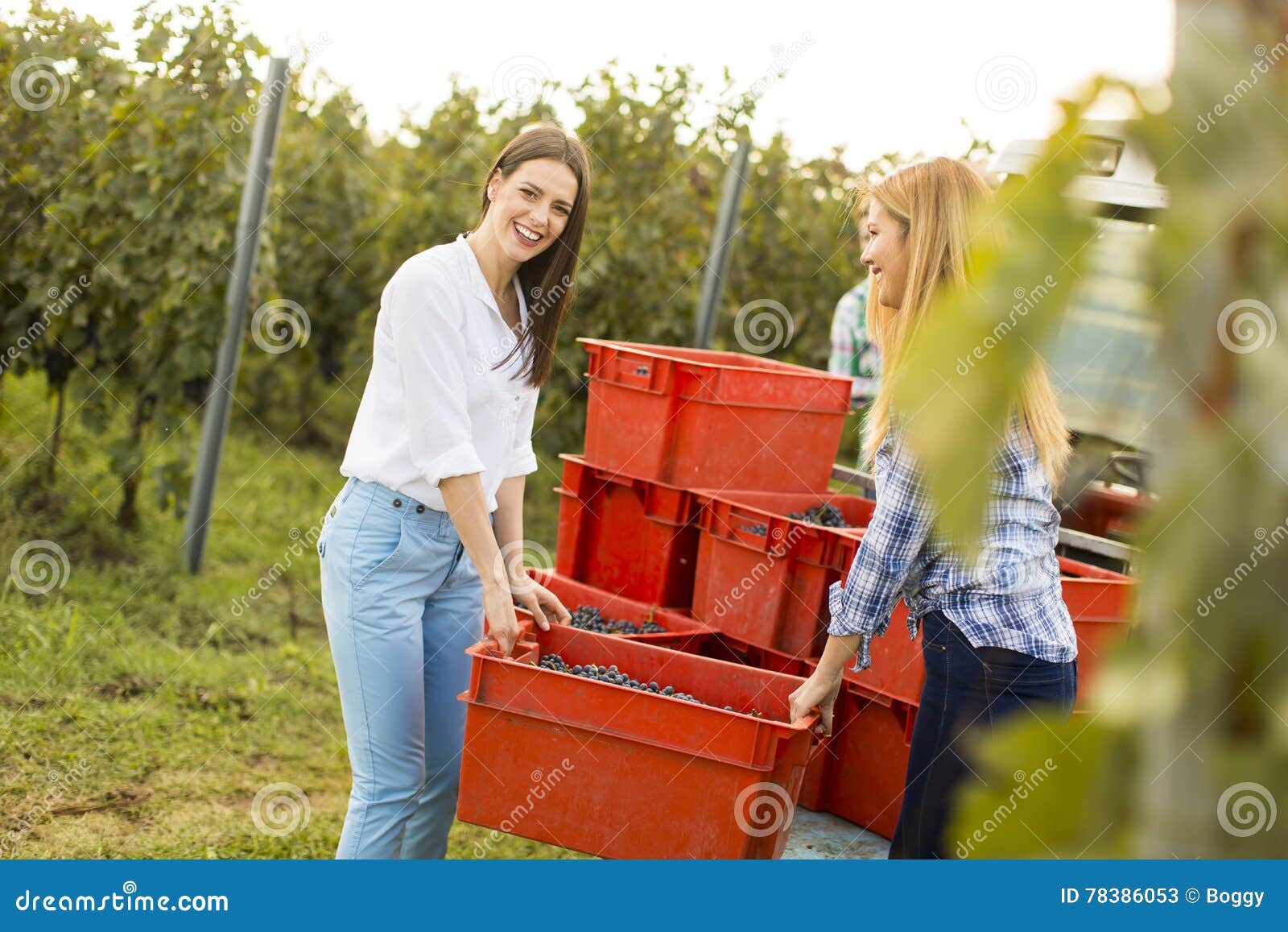 Grape harvesting stock image. Image of worker, harvest - 78386053
