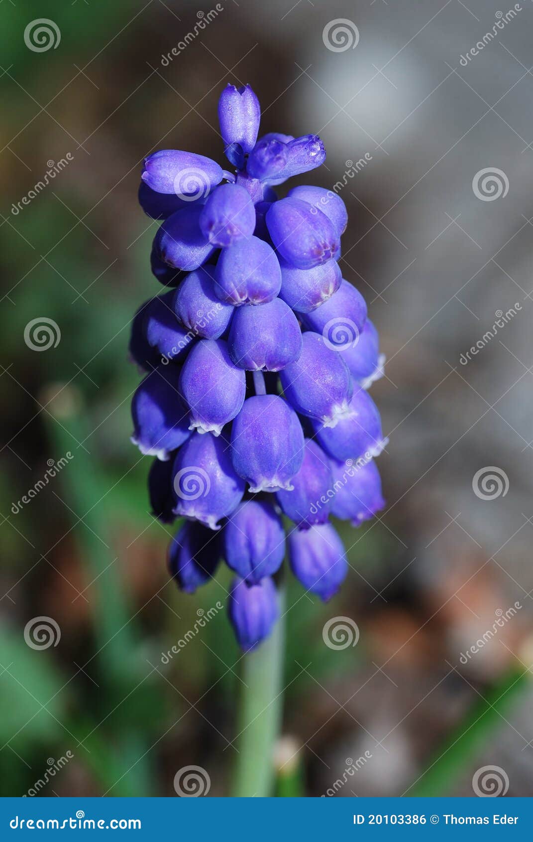 Grape hyacinth stock photo. Image of small, hyacinths - 20103386