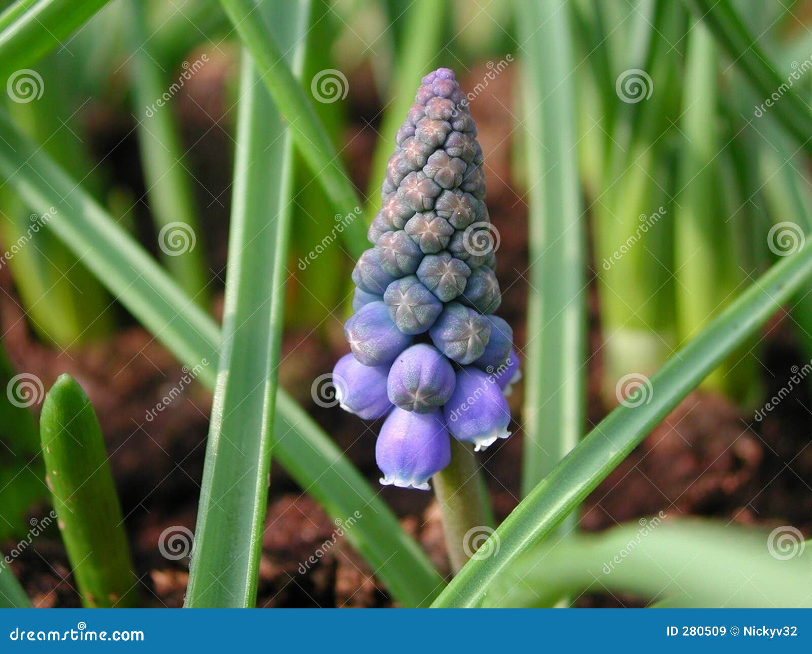 Grape Hyacinth stock image. Image of patio, green, blue - 280509