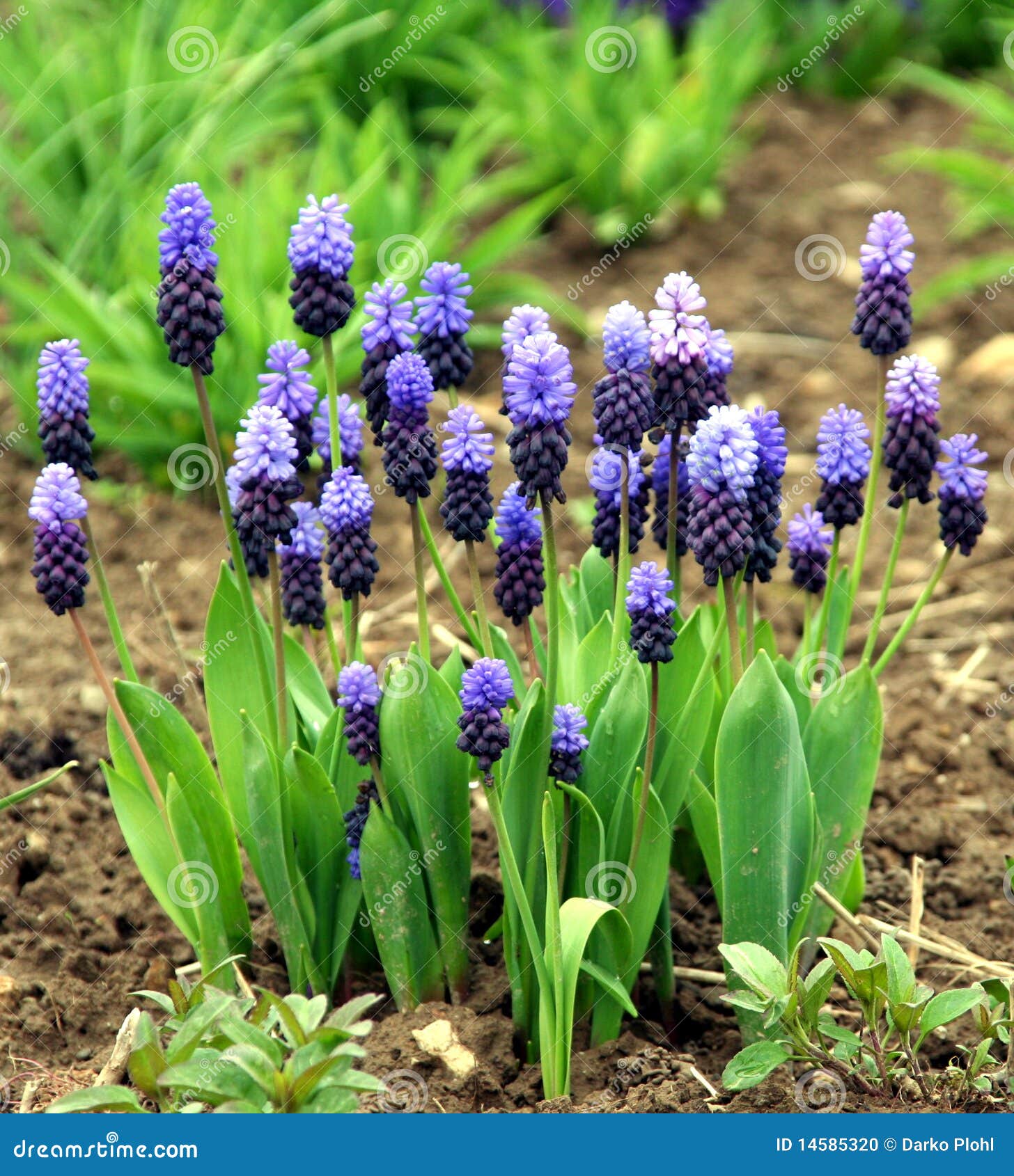 Grape Hyacinth Blue and Pink Stock Photo - Image of herbaceous ...