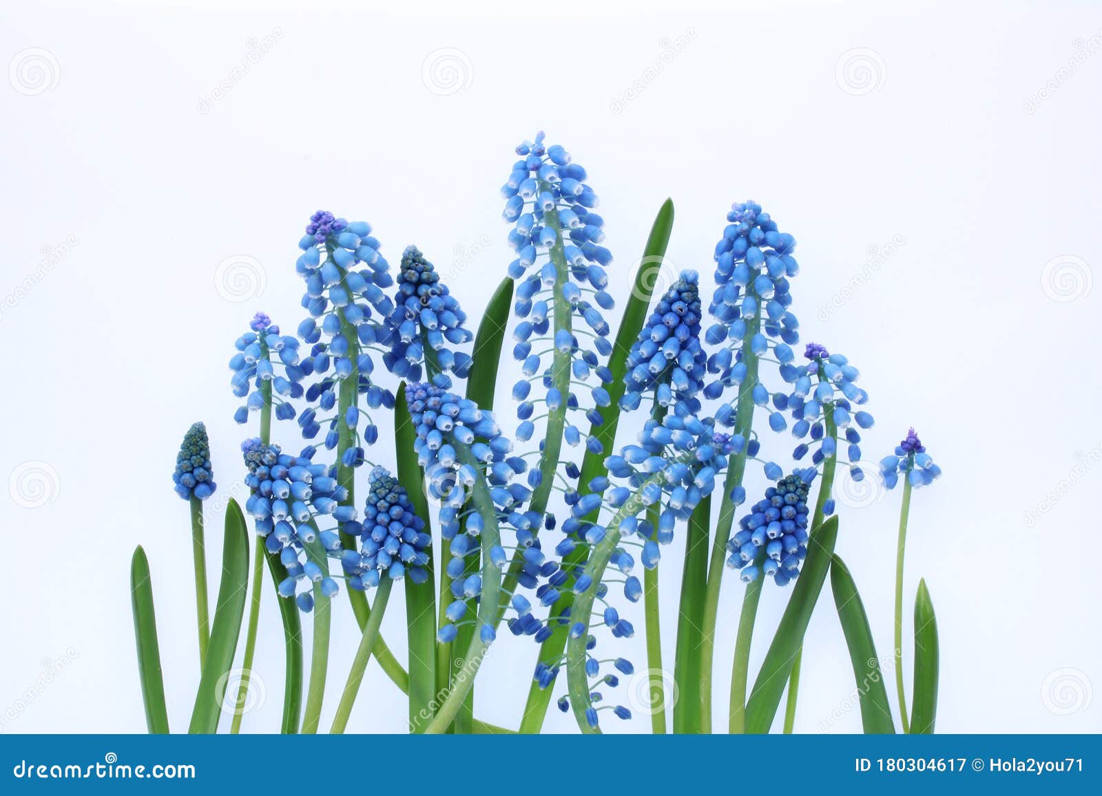 Grape hyacinth display stock image. Image of hyacinth - 180304617