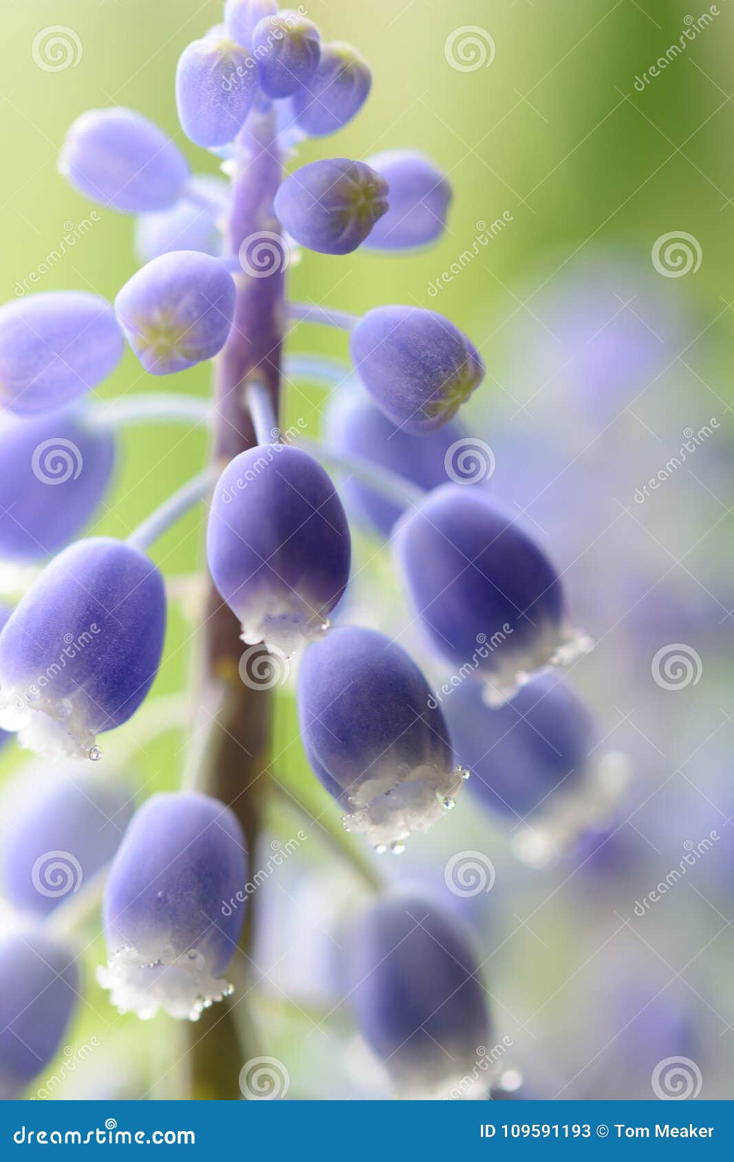 Grape Hyacinth Flower in Bloom Stock Image - Image of garden, delicate ...