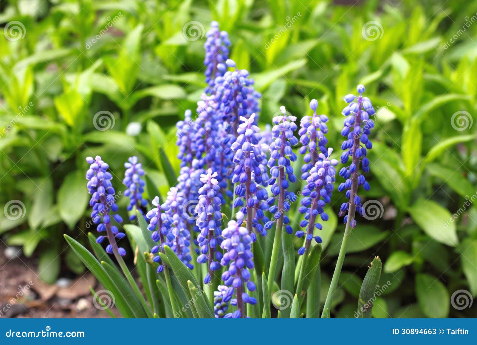 Grape Hyacinth (Muscari Armeniacum) Stock Image - Image of grape ...