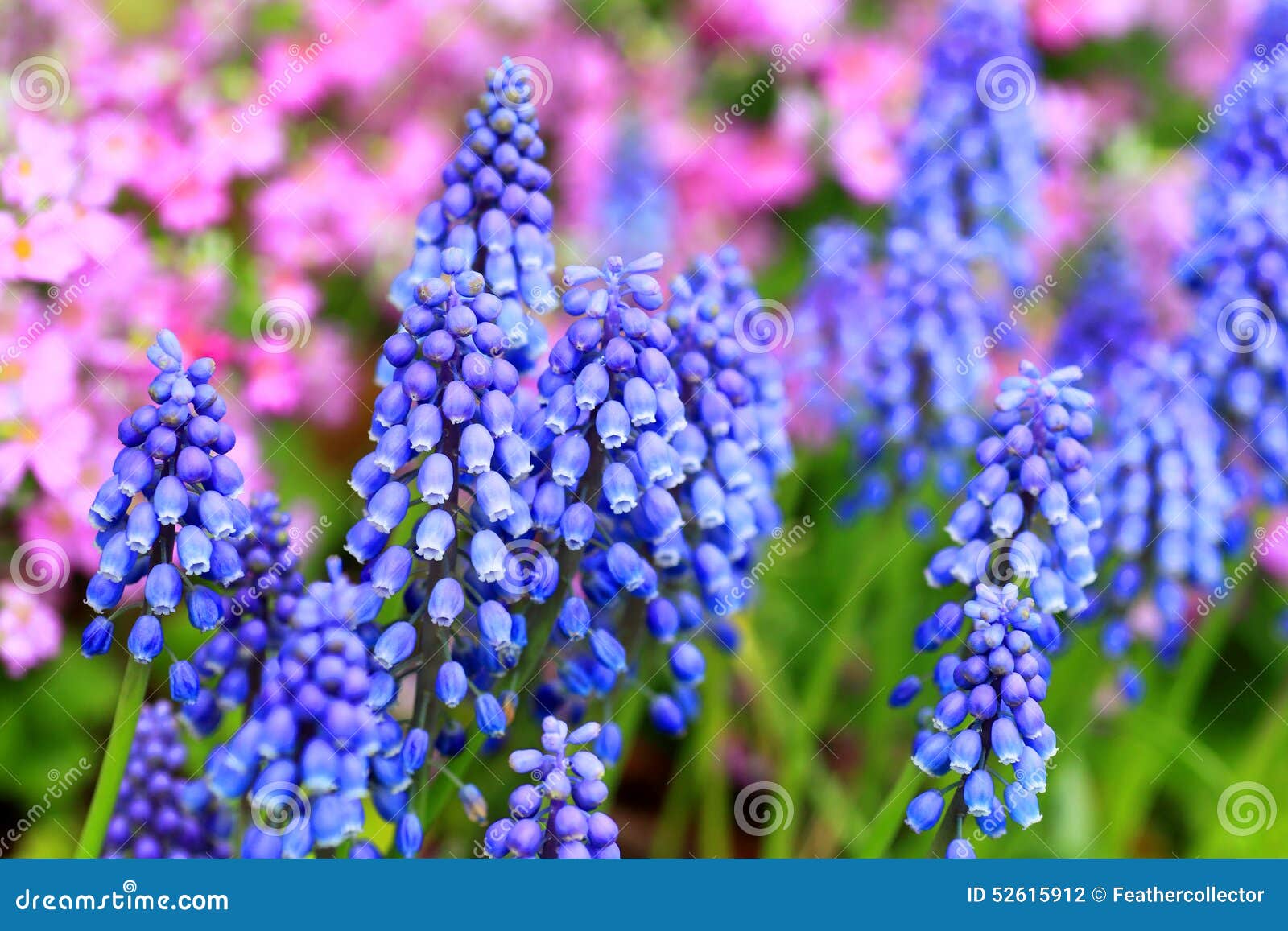 Grape hyacinth stock photo. Image of nature, season, botryoides - 52615912