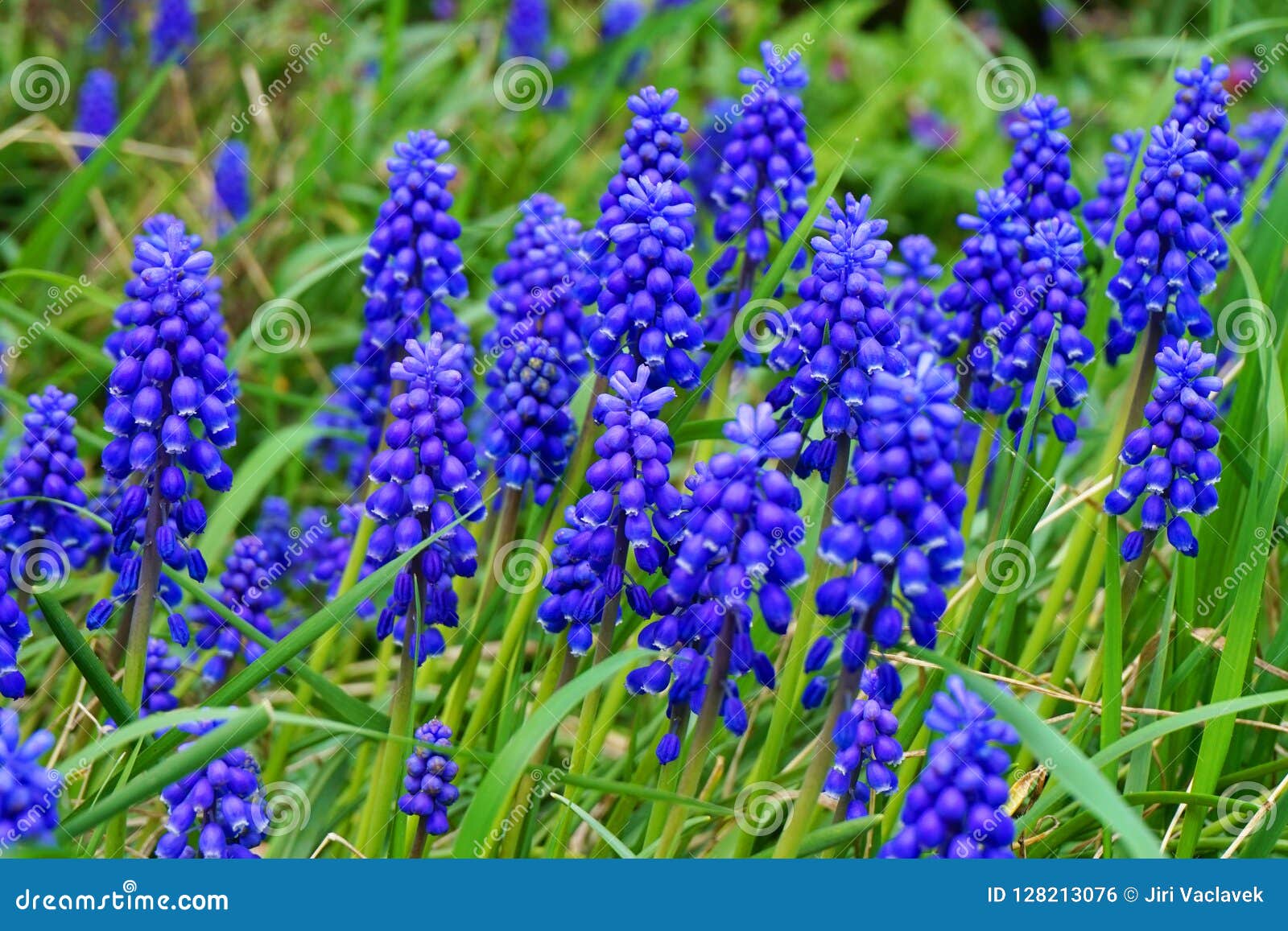 Grape hyacinth plant stock photo. Image of muscari, springtime - 128213076