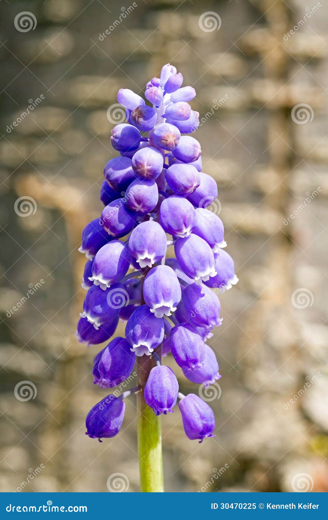 Grape Hyacinth stock image. Image of flowering, blue - 30470225