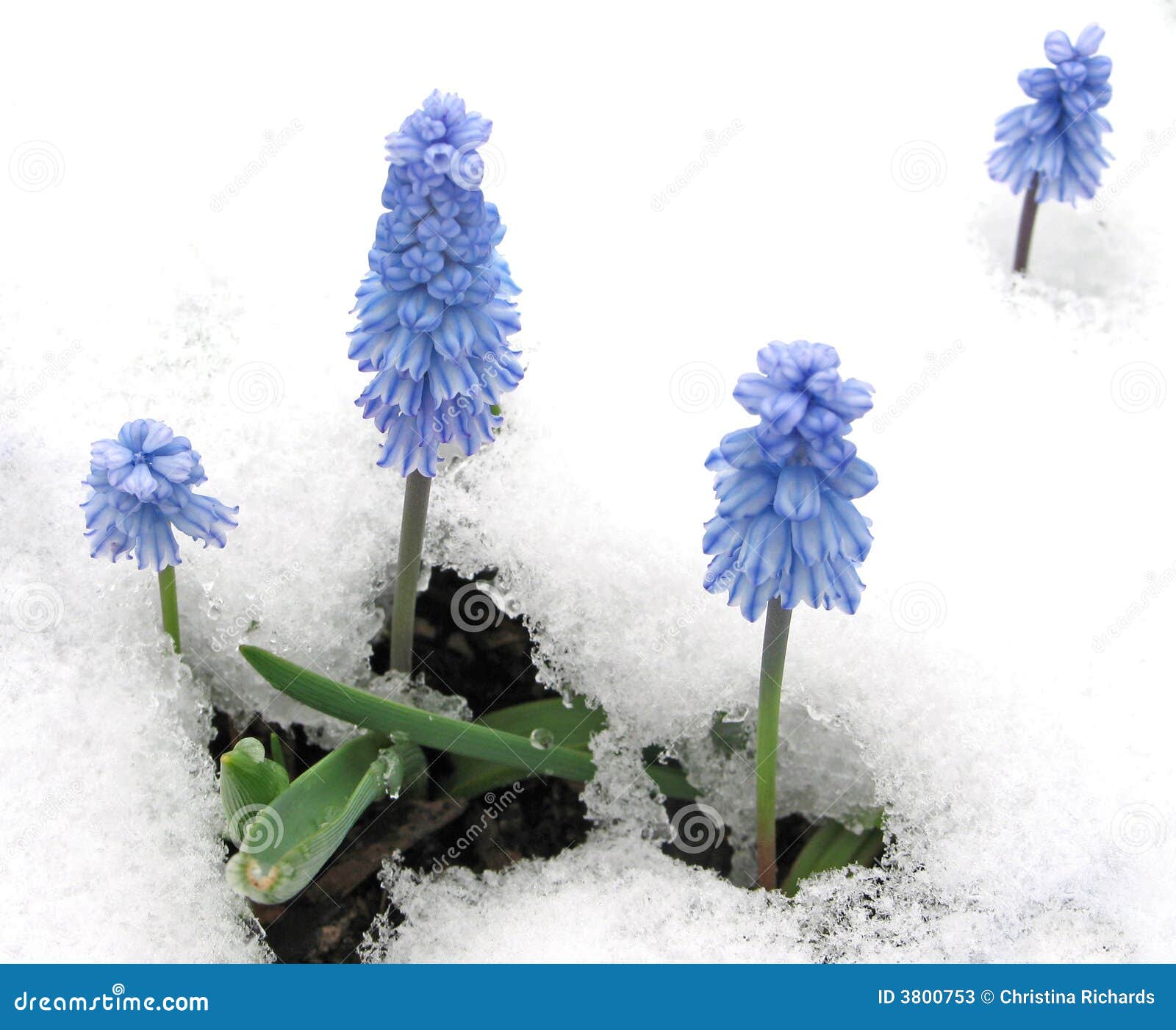 Grape Hyacinths Blooming through the Snow Stock Image - Image of ...