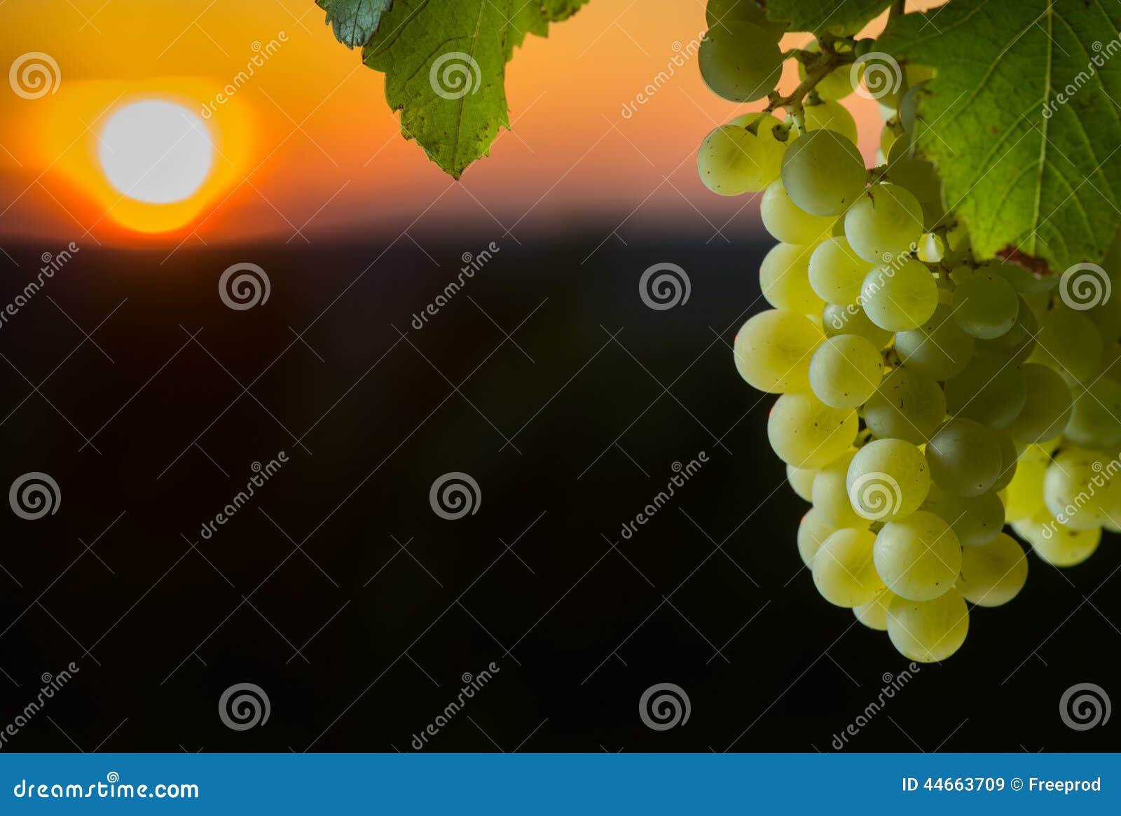 Grape Illuminated by the Sunlight Stock Image - Image of agriculture ...