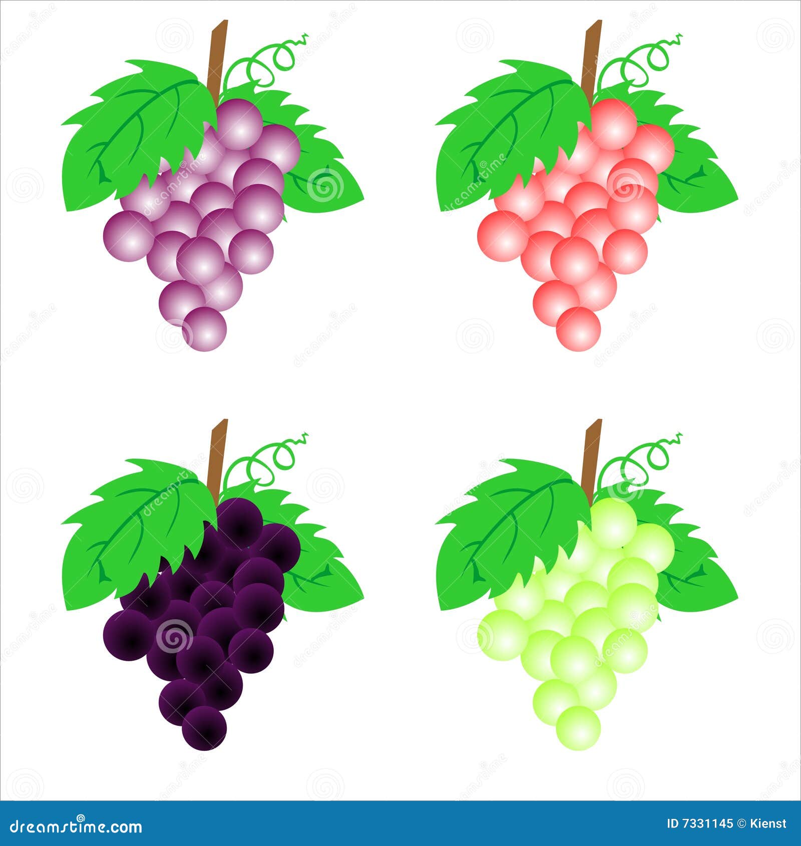 Grape illustration stock vector. Illustration of white - 7331145