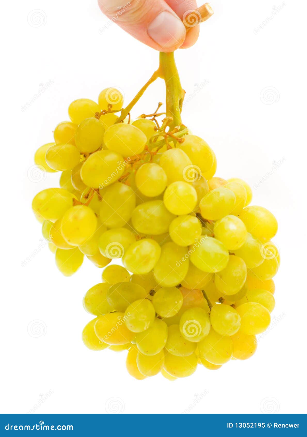 Grape isolated stock image. Image of juicy, healthy, closeup - 13052195