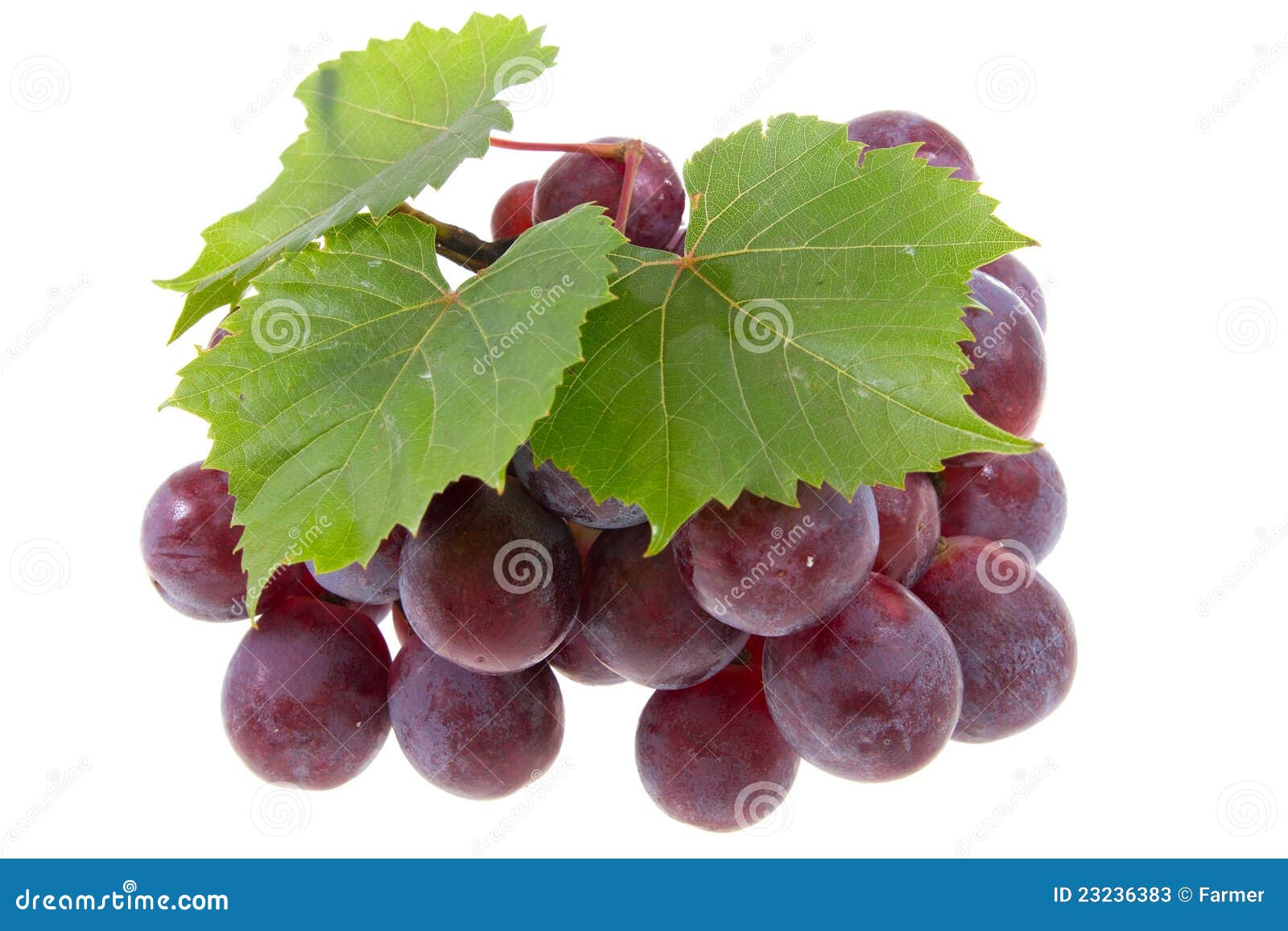 Grape on isolated stock image. Image of food, ingredient - 23236383