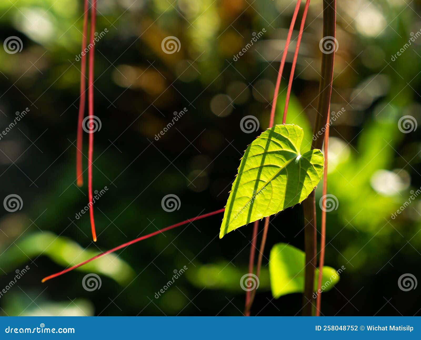 Grape Ivy Leaves are Shining from the Back Stock Photo - Image of climp ...