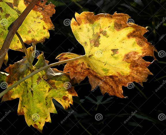 Grape leaf 05 stock image. Image of yellow, warm, decease - 3201949