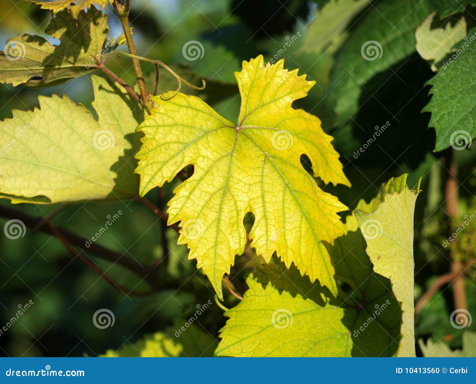 Grape leaf stock photo. Image of macro, rural, hill, sunny - 10413560