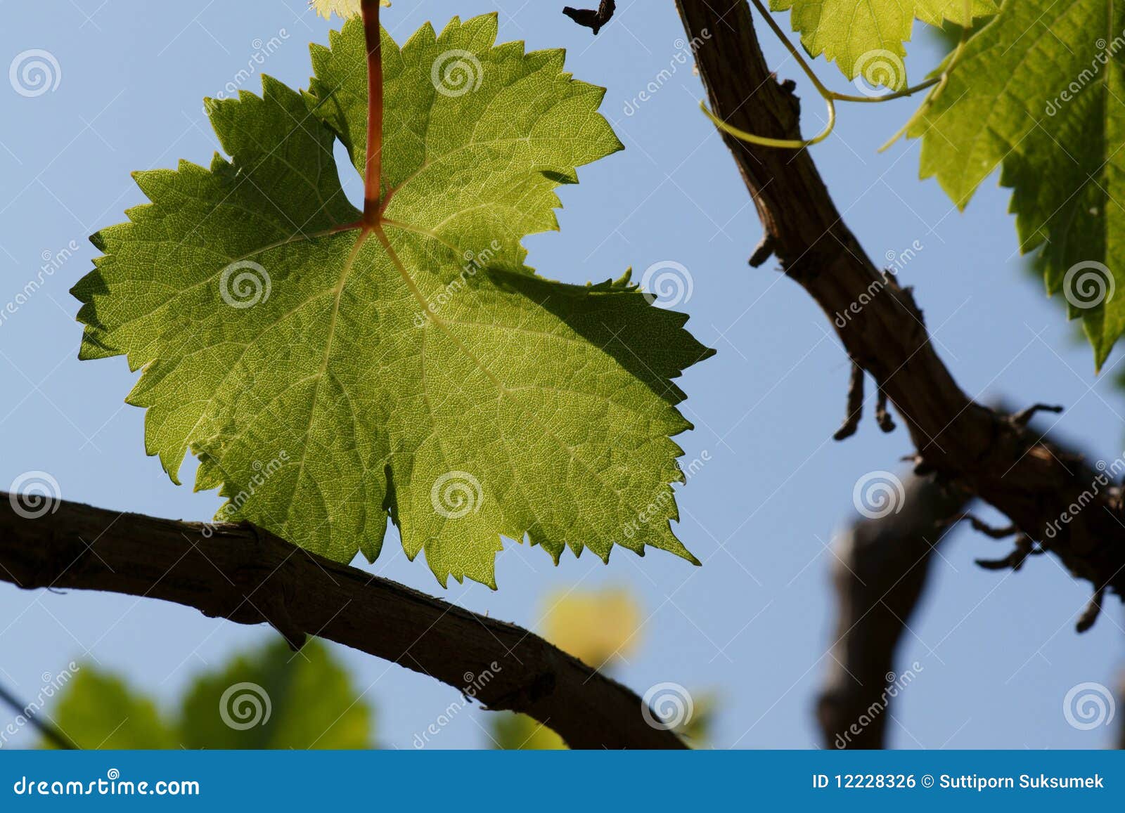Grape leaf stock photo. Image of meadow, nature, farm - 12228326