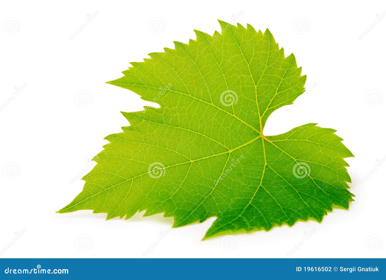 Grape leaf stock photo. Image of harvest, fresh, agriculture - 19616502