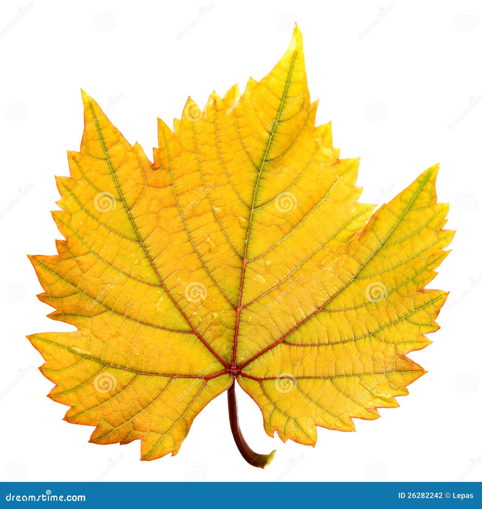 Grape leaf stock photo. Image of yellow, plant, leave - 26282242