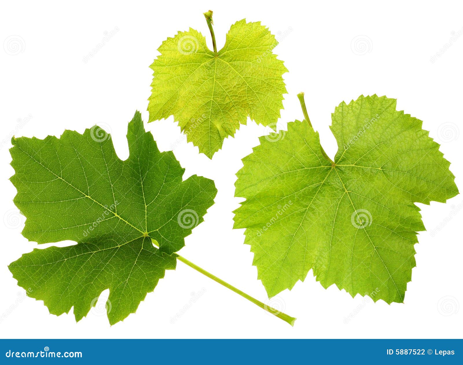 Grape leaf stock photo. Image of close, decoration, botany - 5887522