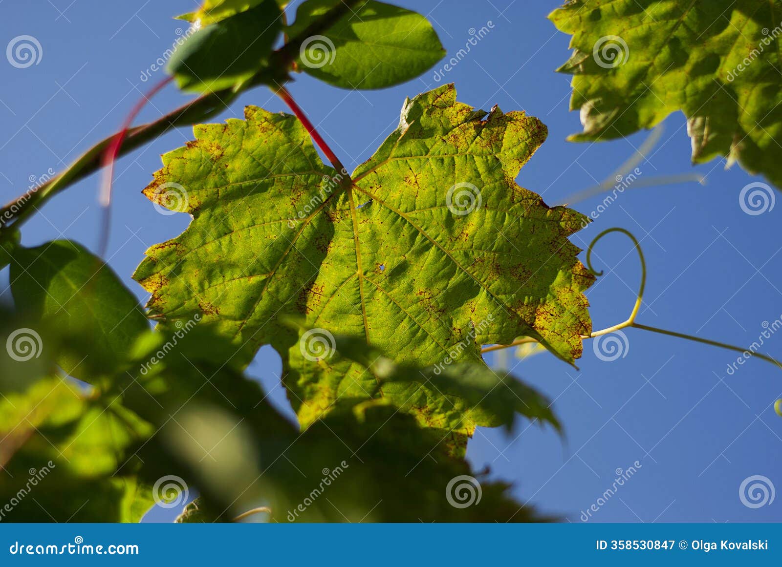 A Grape Leaf is Affected by a Fungus on a Blue Sky Background Stock ...