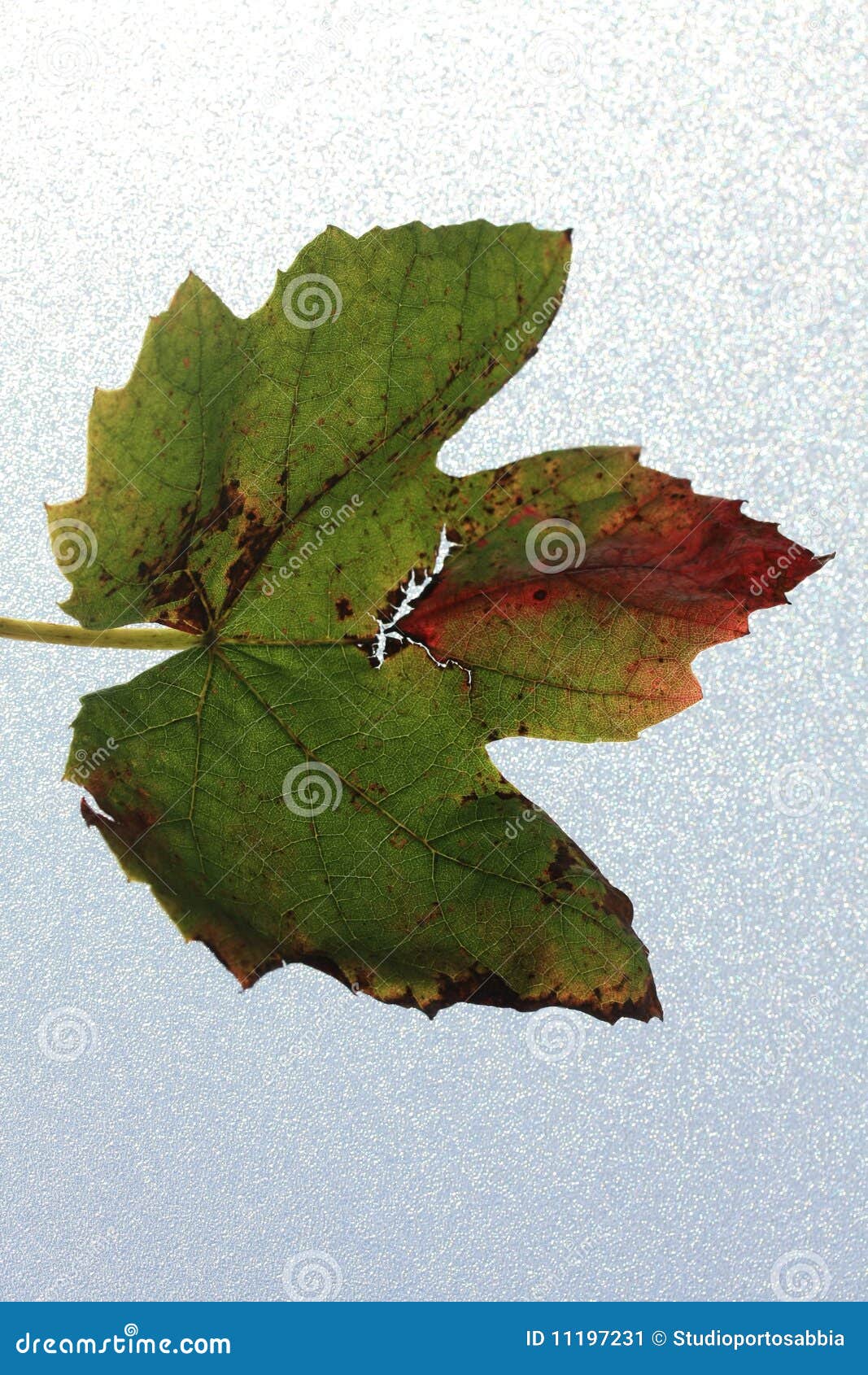 Grape Leaf in Autumn Colors Stock Image - Image of branch, grapevine ...