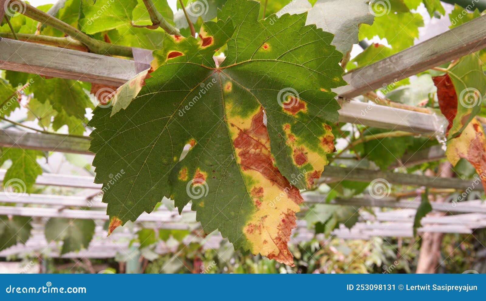 Grape Leaf Blight and Spot Symptom Stock Image - Image of damage ...