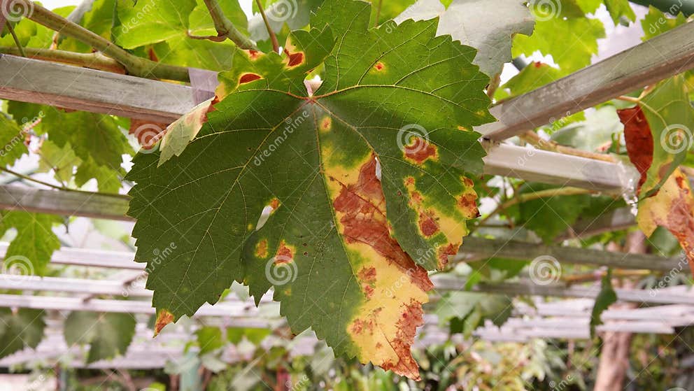 Grape Leaf Blight and Spot Symptom Stock Image - Image of damage ...